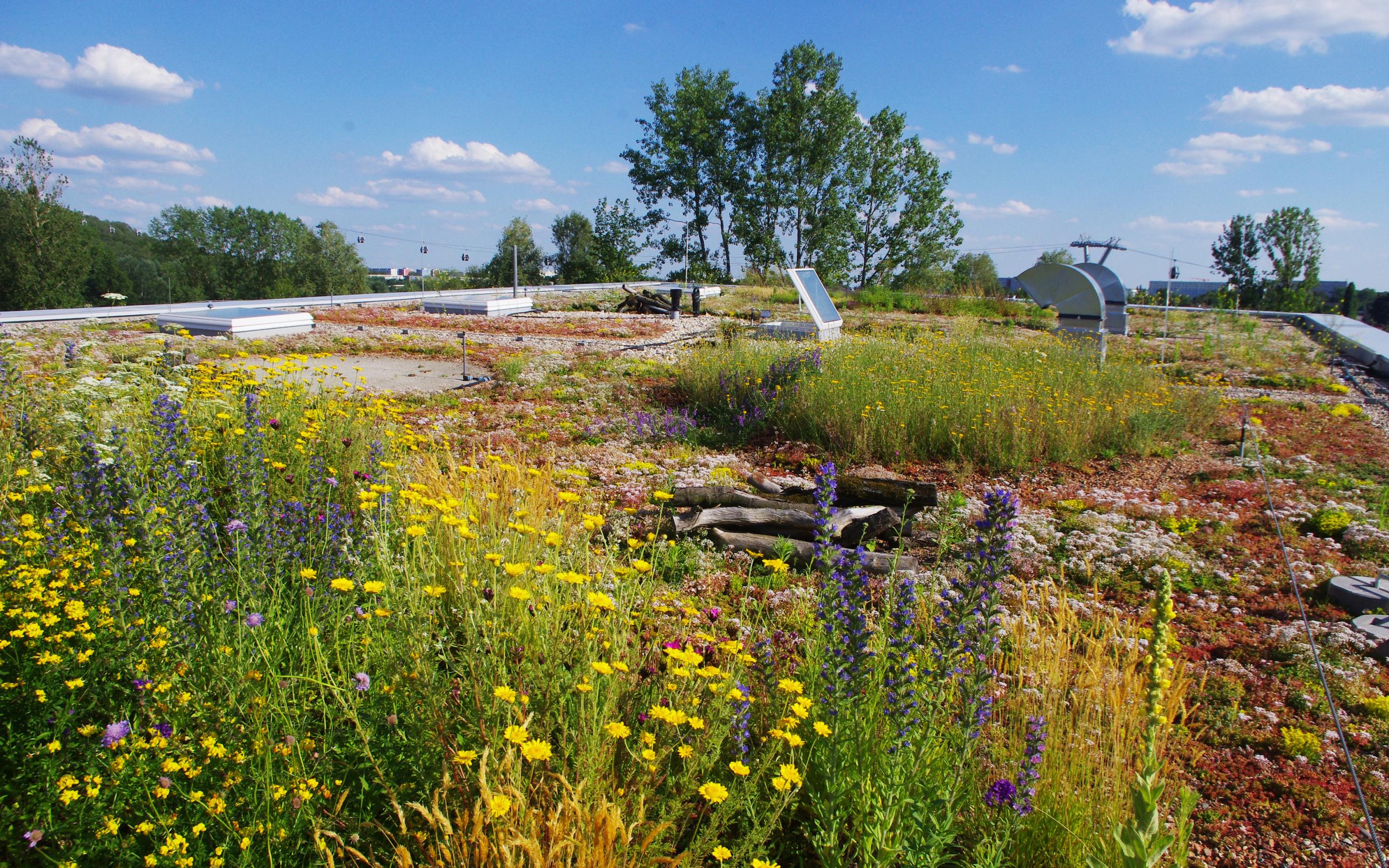 Green Roofs to Preserve Biodiversity | ZinCo Green Roof Systems UK