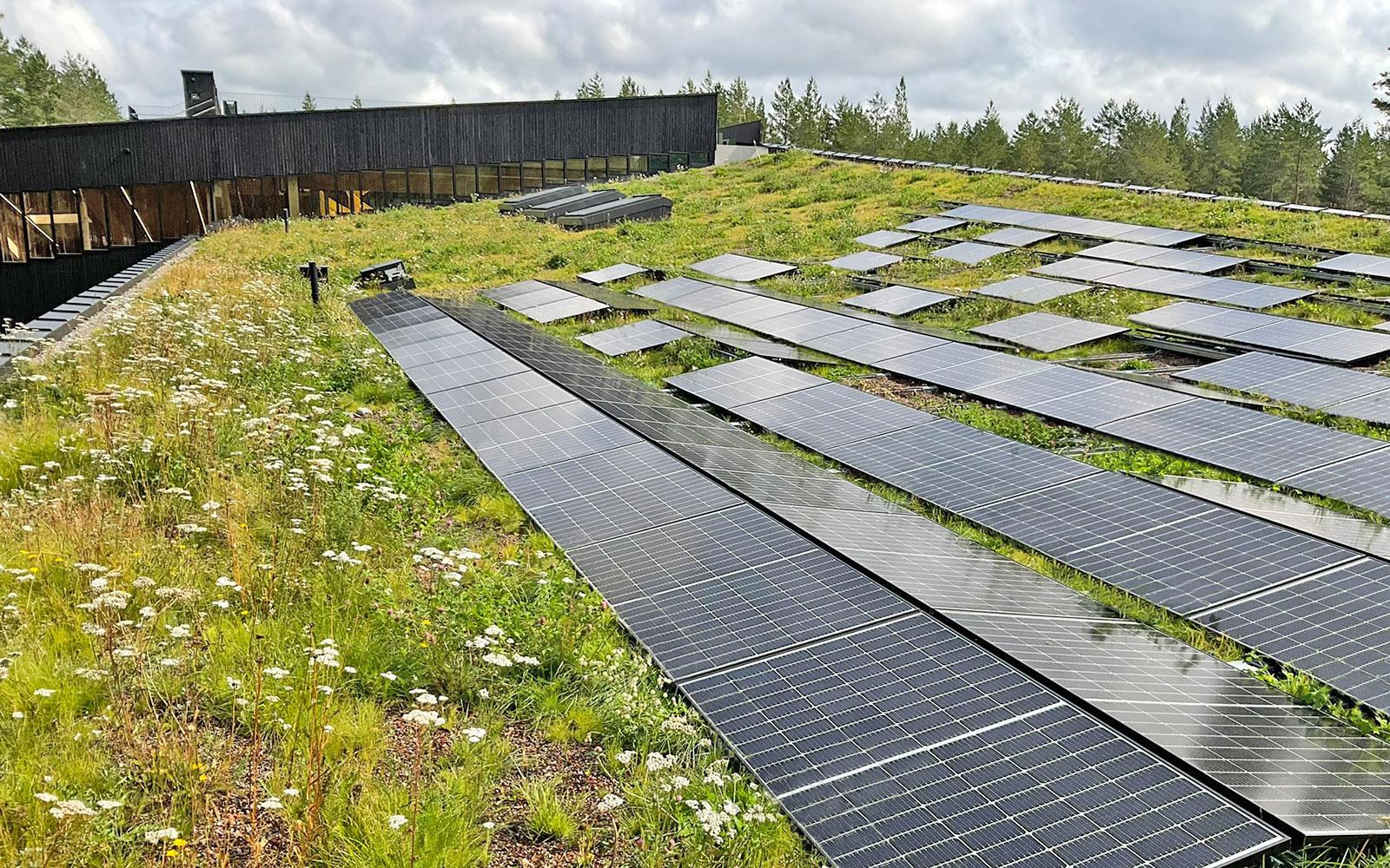 The Plus: A good omen | ZinCo Green Roof Systems UK